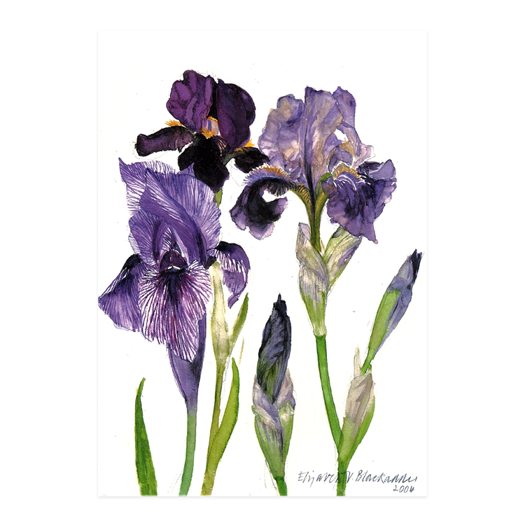 Elizabeth Blackadder DBE RSA RA, 'Three Irises' – NewArtCards